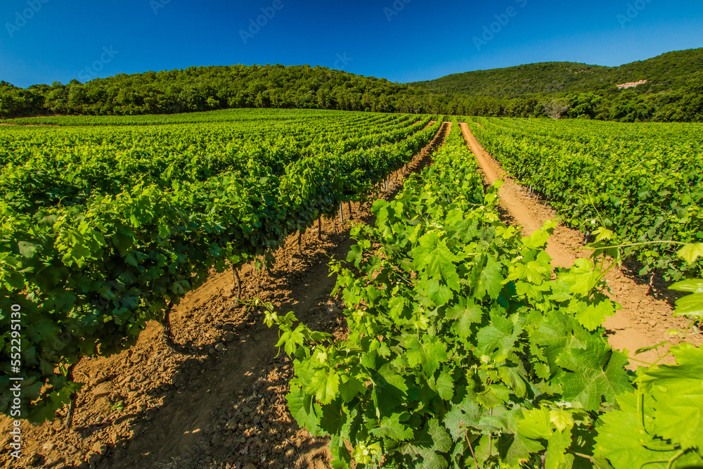 Un vignoble provençal en été, les vignes très vertes sont parfaitement ...