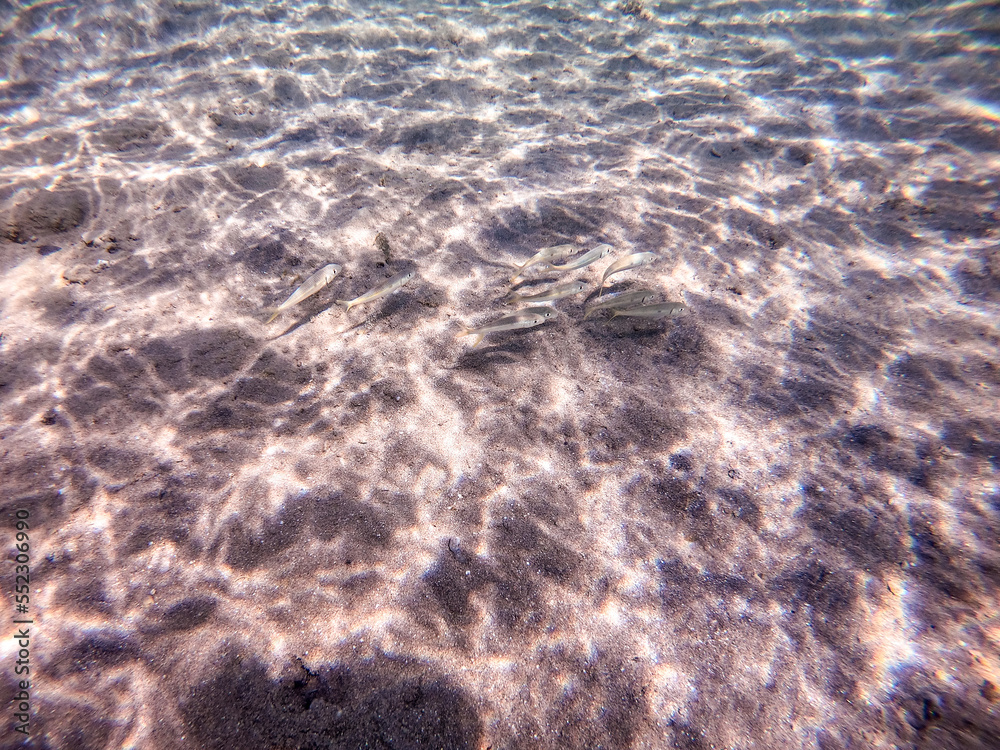 Shoal of Goatfish (Mullus barbatus) on sand sea bottom at the Red Sea ...