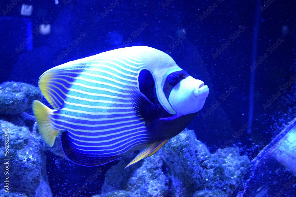 Marine angelfish are perciform fish of the family Pomacanthidae. They ...