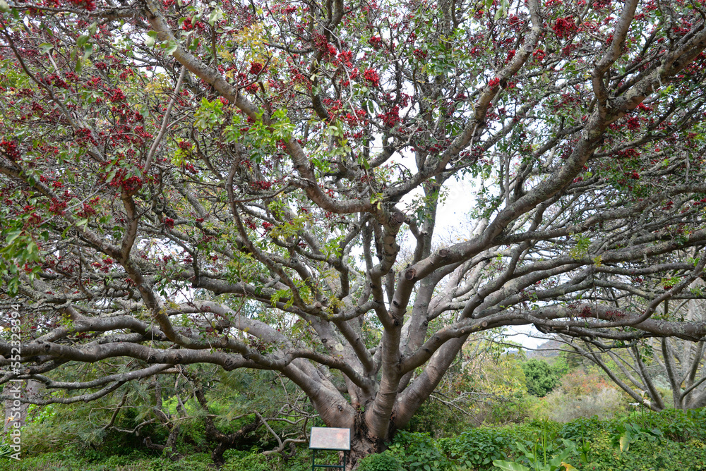 Weeping Boer Bean [Schotia brachypetala] in Kirstenbosch National ...