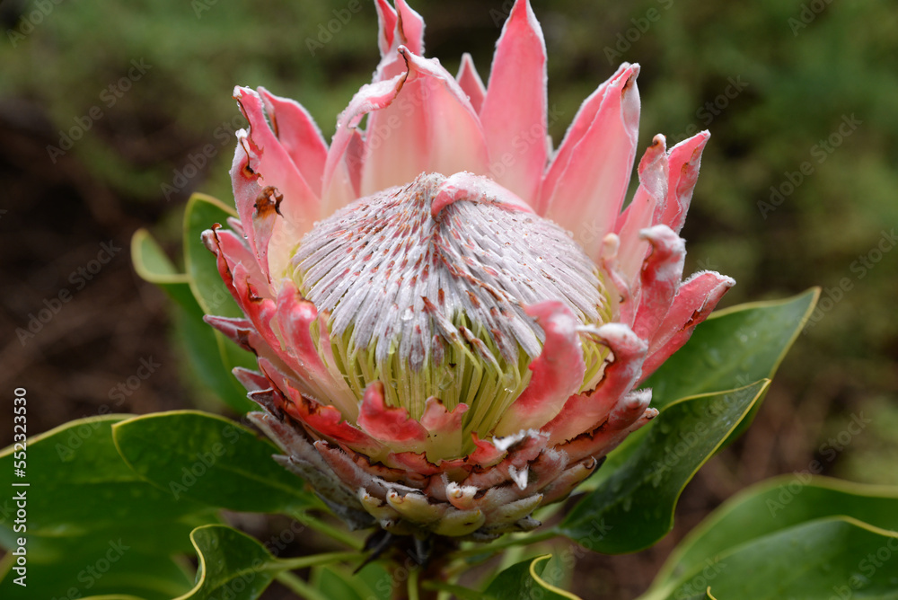 Protea cynaroides, also called the king protea, is the national flower ...