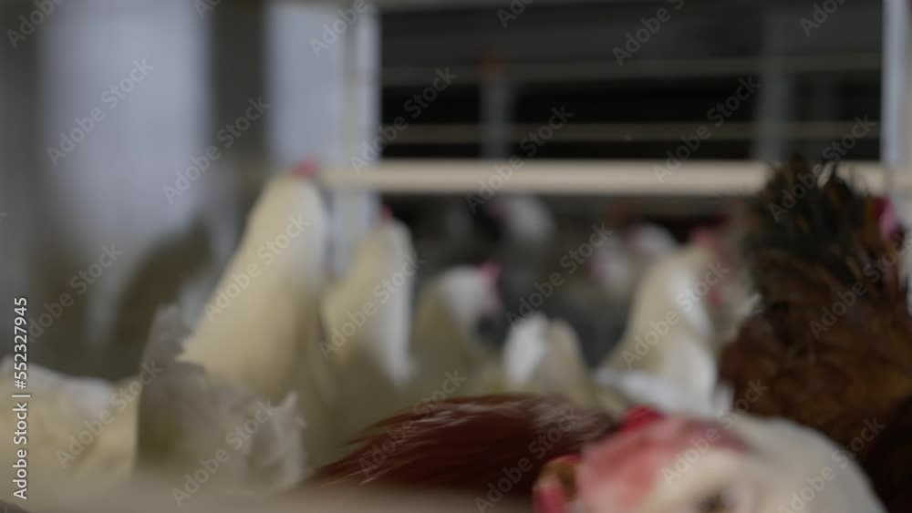 Curious Rooster Looking At Chicken Birds At The Agricultural Farm