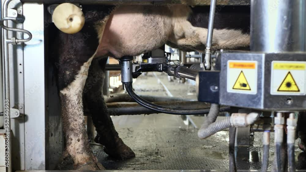 Milking robot on a dairy farm. Automatic milking of cows in the cowshed ...