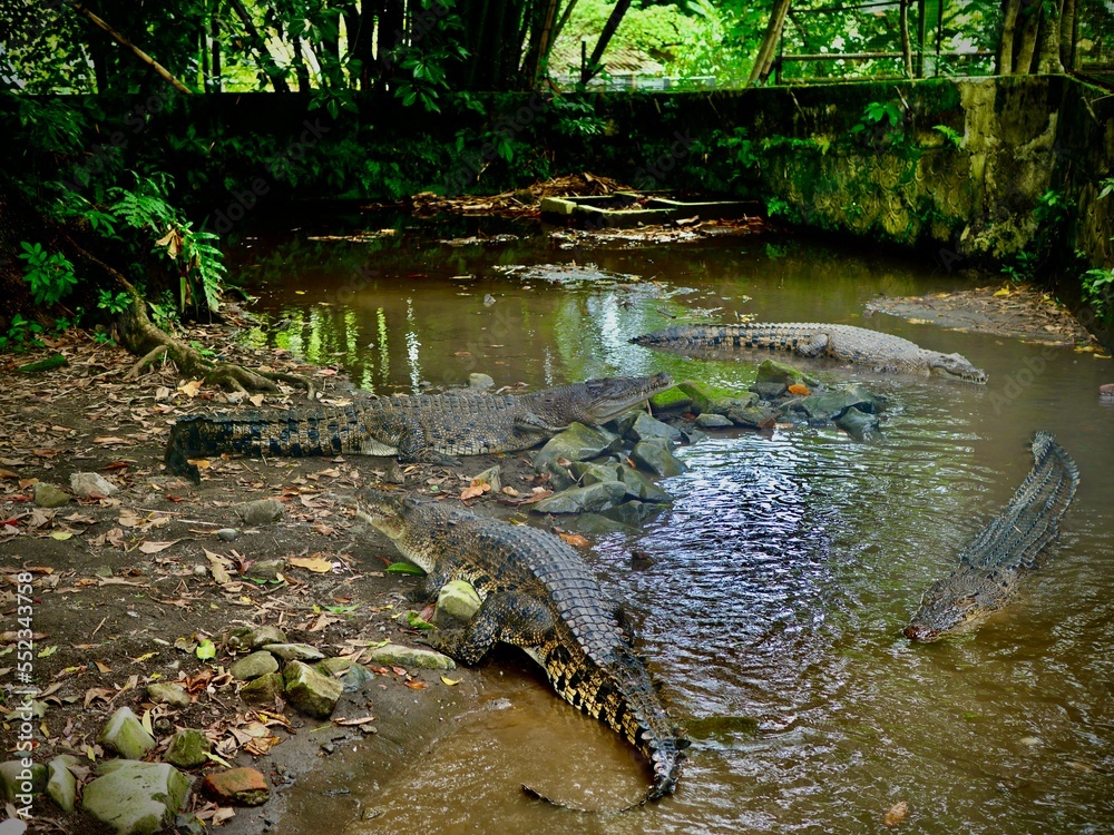 Conservation of wild animals from nature that are endangered due to ...