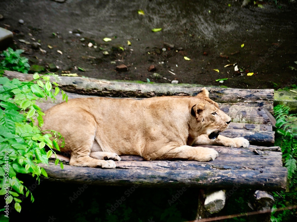 Conservation of wild animals from nature that are endangered due to ...