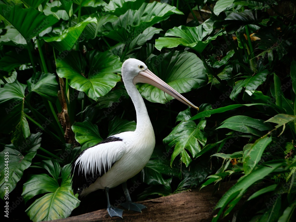 Conservation of wild animals from nature that are endangered due to ...