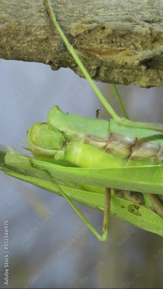 Vertical video, Extreme close-up of mating process of praying mantises ...