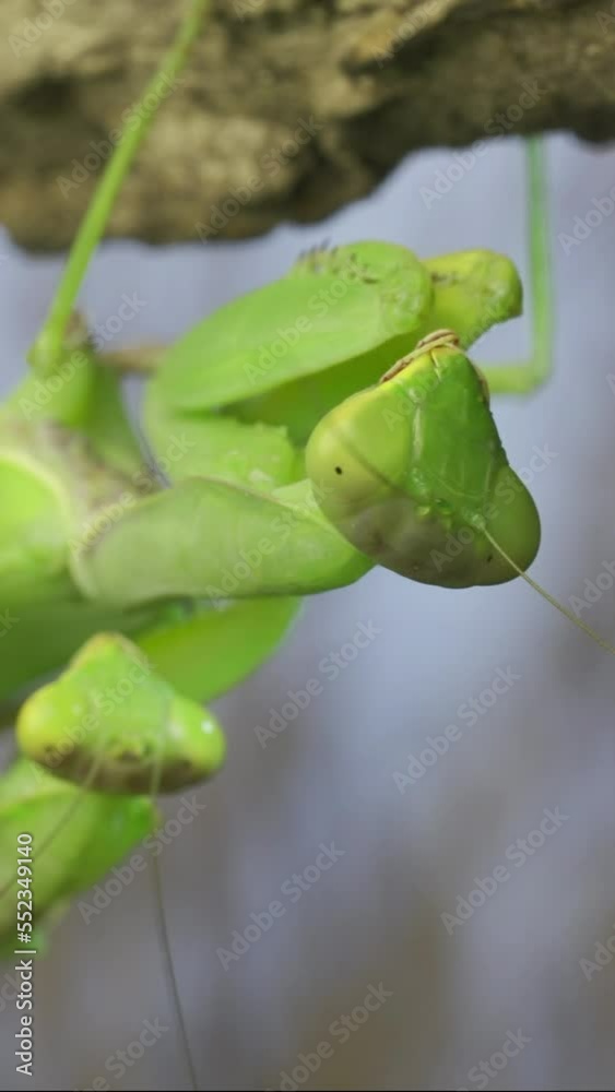 Vertical video, mating process of praying mantises. Close-up portrait ...