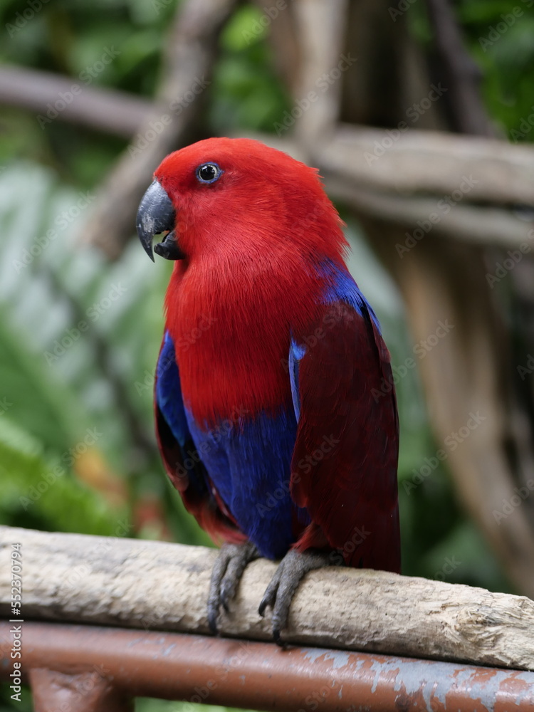 Conservation of wild animals from nature that are endangered due to ...