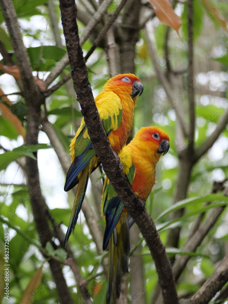 Conservation of wild animals from nature that are endangered due to ...