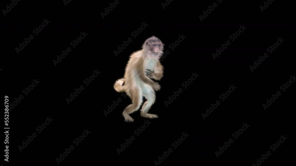 monkeys Dance CG fur 3d rendering animal realistic CGI VFX Animation ...