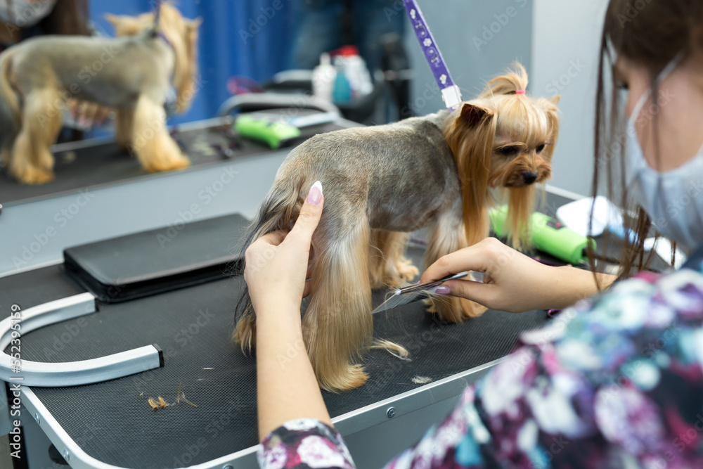 Female groomer haircut yorkshire terrier on the table for grooming in ...