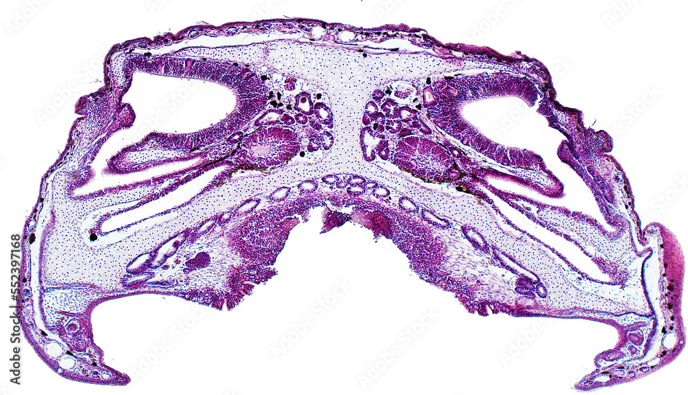 Cross section of the head marsh frog (Pelophylax ridibundus). Nasal ...