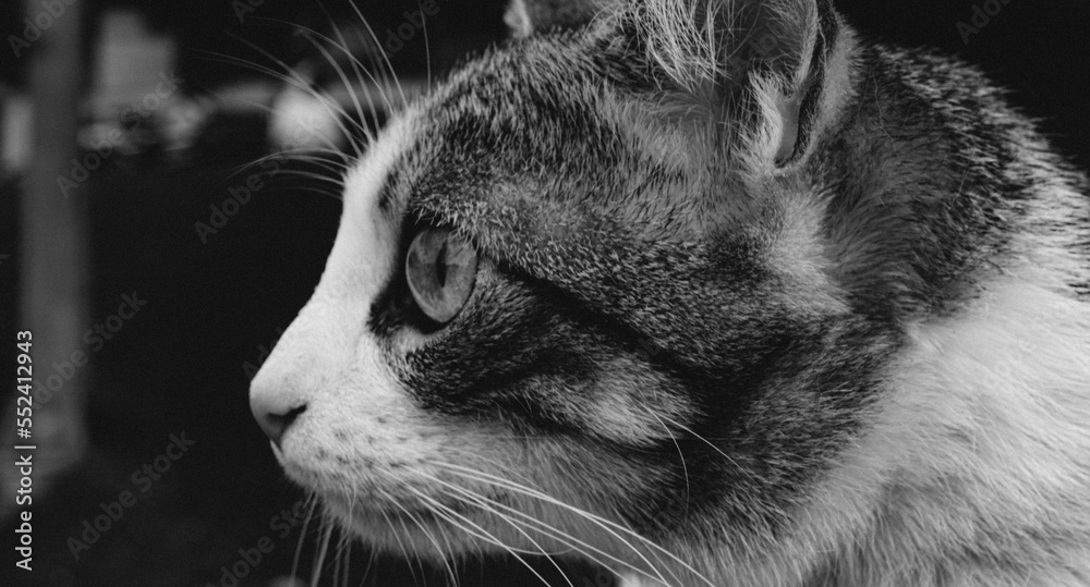 Plano cerrado de un gato Stock Photo | Adobe Stock