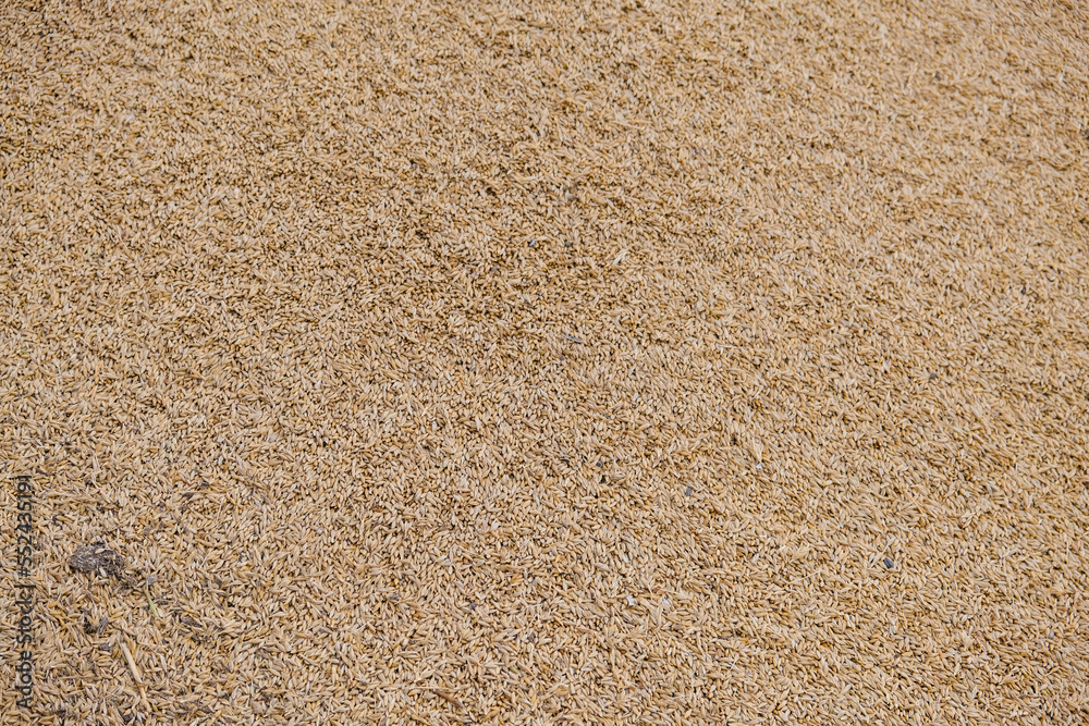 Wheat, after harvest. Whole grain for flour products. Automatic food ...