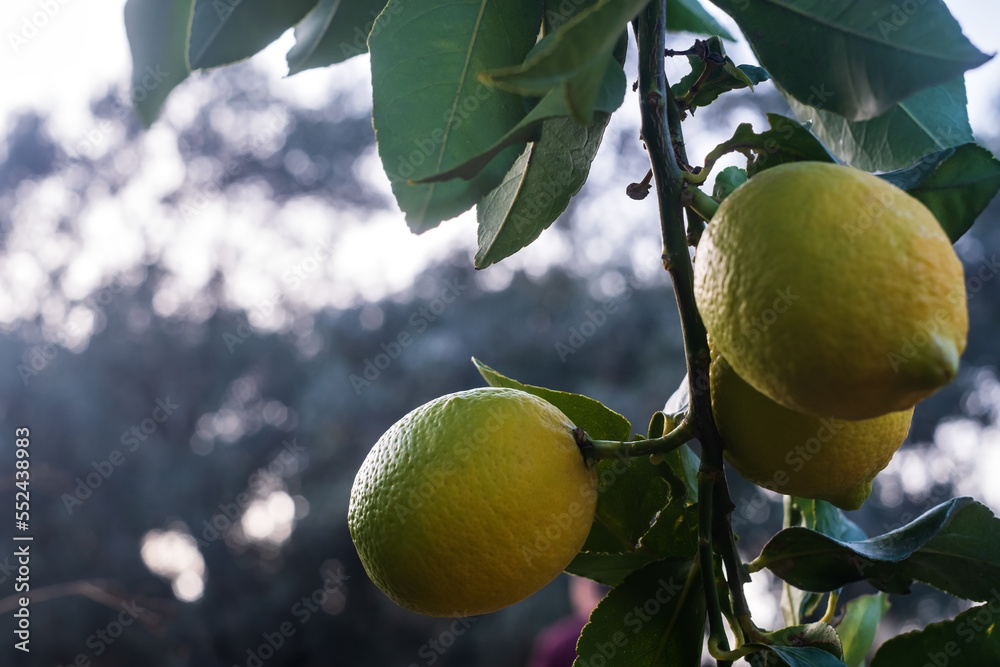 Close up of Lemons hanging from a tree in a lemon grove Stock Photo ...
