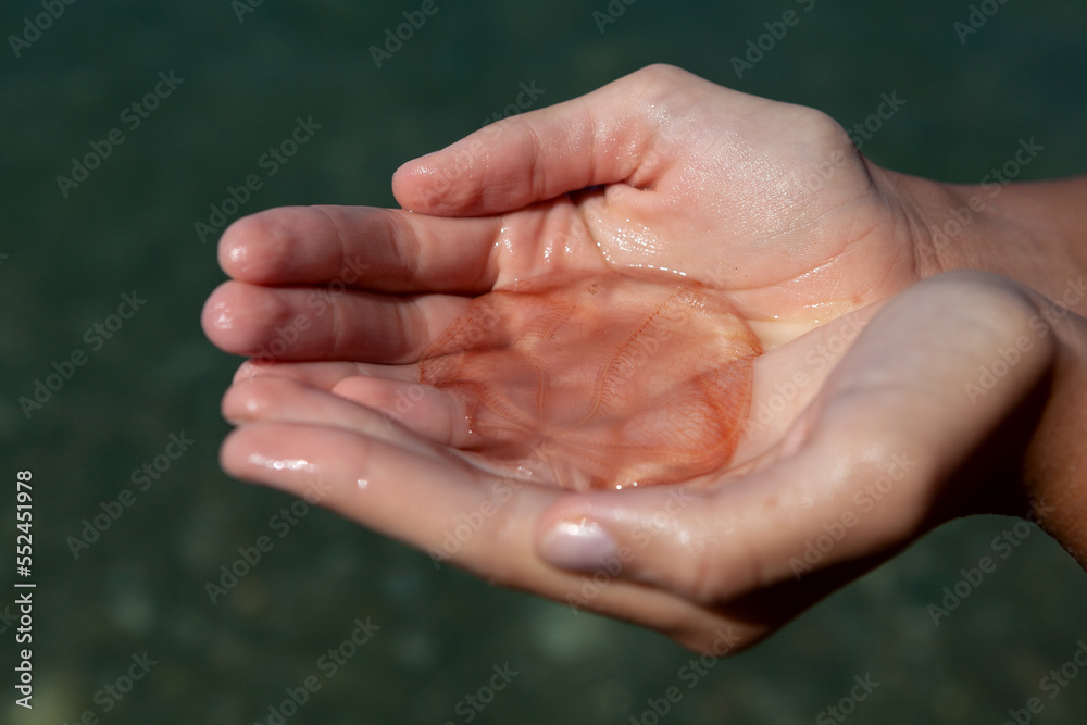 Beroe cucumis or Mnemiopsis leidyi in female hands, close-up ...