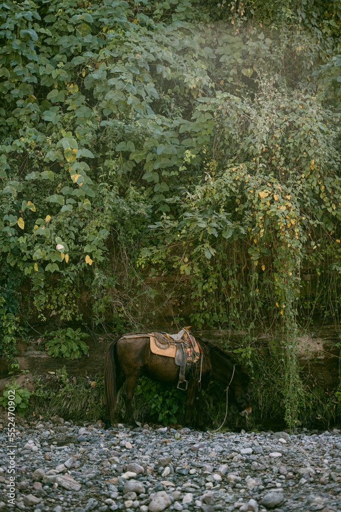 Mule eating in nature, Sinaloa Mexico Stock Photo | Adobe Stock