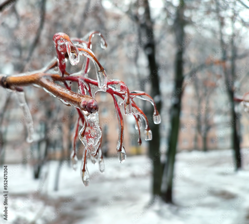 Zdjęcie Stock: Branches of bush covered with ice after rain in frost in winter close-up. Frozen ...