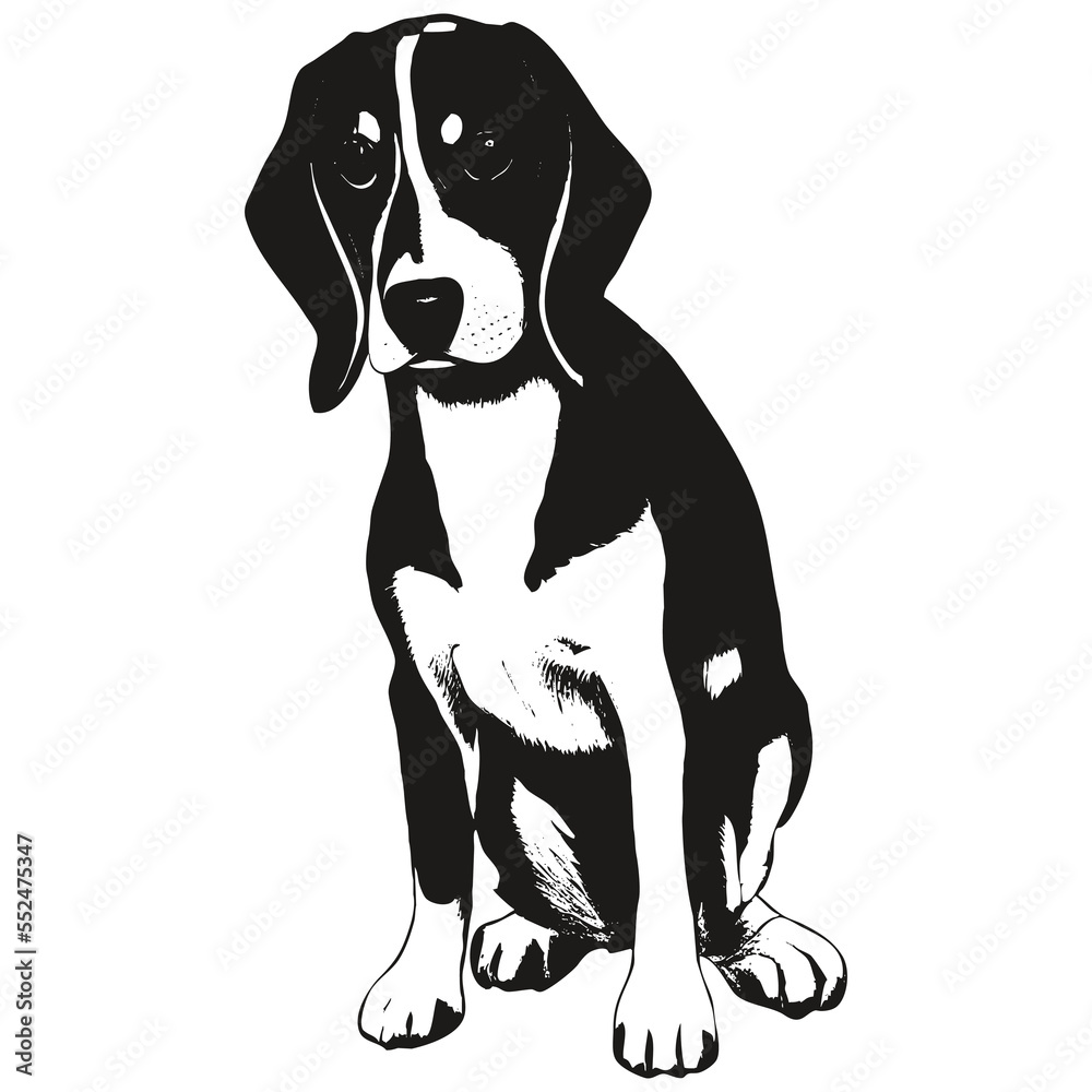 Black And White Beagle Drawing
