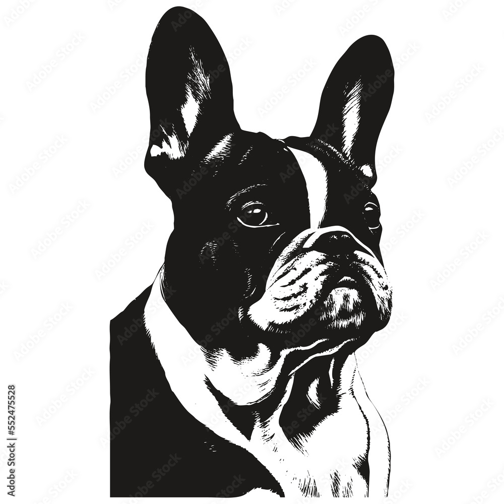 French bulldog hand drawn vector clip art ,black and white drawing of ...