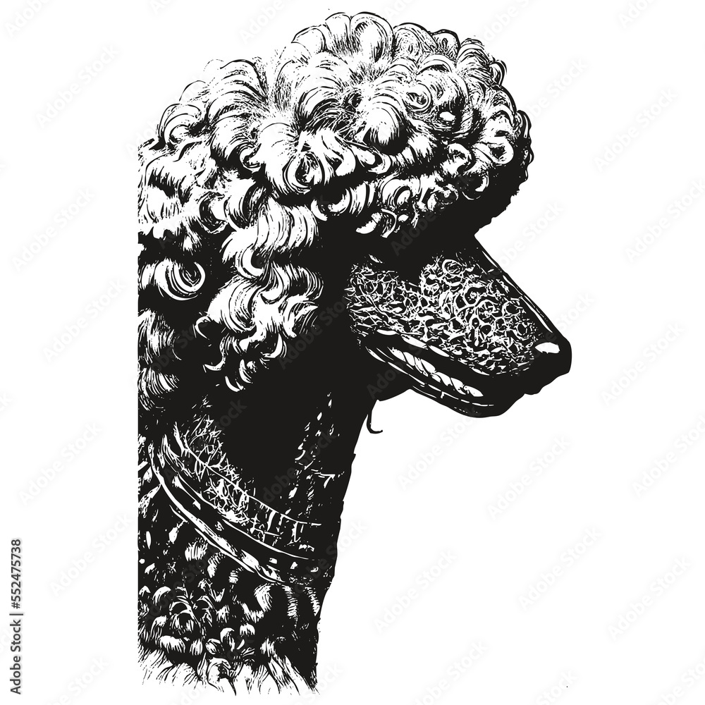 Poodle line drawing vector ,black and white drawing of dog Stock Vector ...