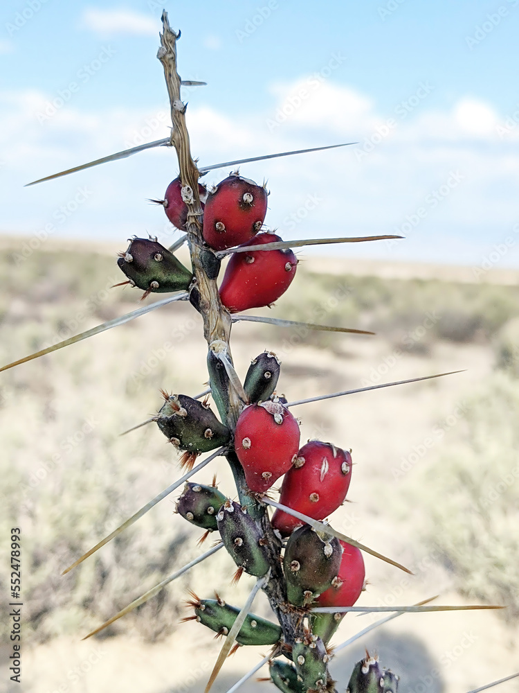 Cylindropuntia Leptocaulis, Desert Christmas Cactus, Christmas Cholla ...