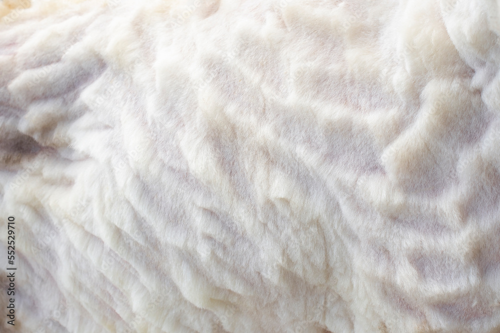 Sheepskin after the shearing process. Farm animal skin texture Stock ...