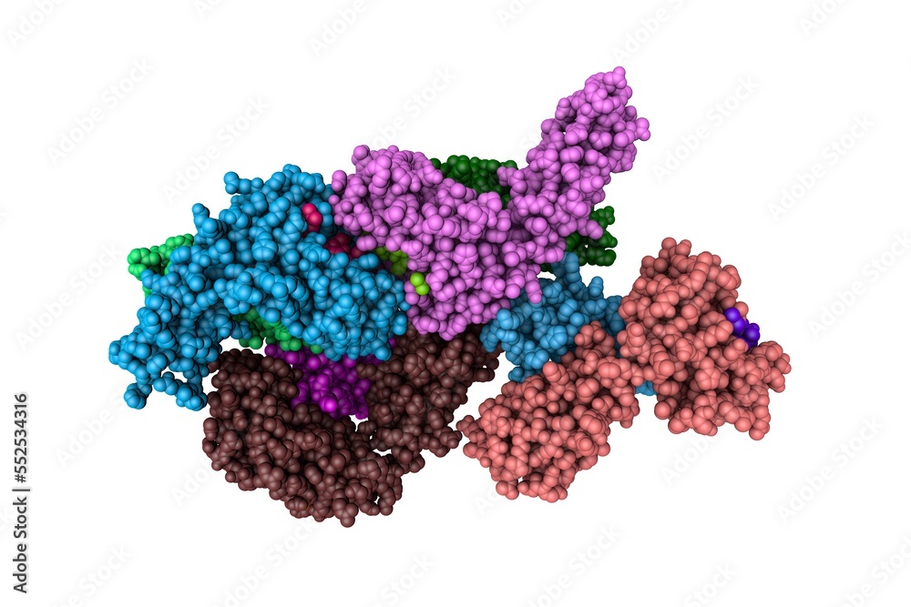 Human leukocyte antigen E (HLA-E) in complex with the HIV epitope ...