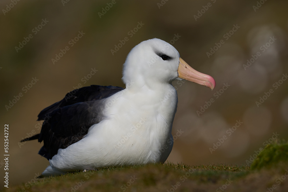Poster Black-browed Albatross (Thalassarche melanophrys) on the cliffs ...