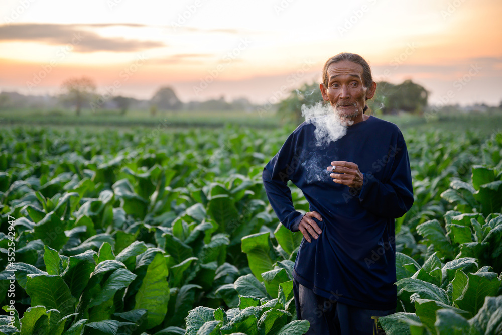 elderly male farmer standing smoking made from tobacco leaves on his ...