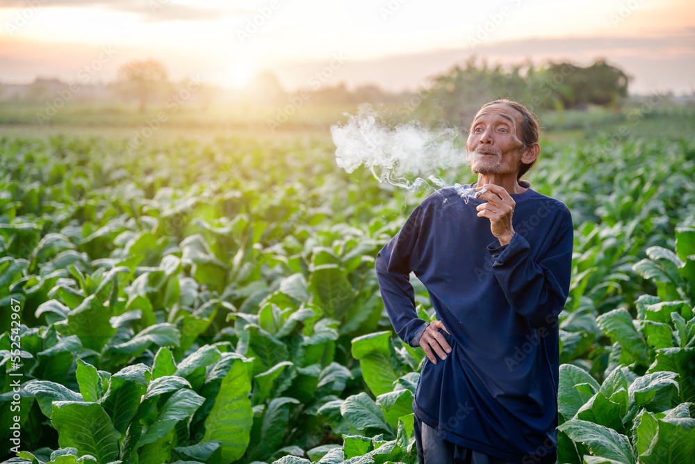 Foto de An elderly farmer standing smoking a tobacco cigarette in his ...
