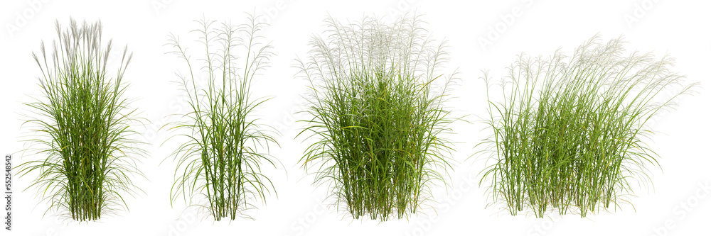 Green grass field meadow shape cut out backgrounds transparent 3d ...