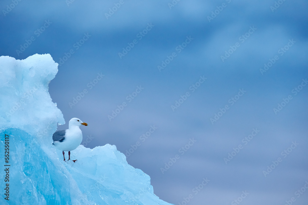 Glaucous gull, Larus hyperboreus on ice with snow. Seal carcass with ...