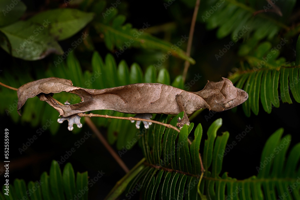 Satanic leaf-tailed gecko, Uroplatus phantasticus, lizard from ...