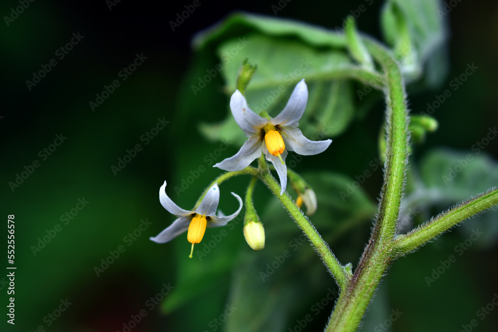 Solanum Nigrum Flower