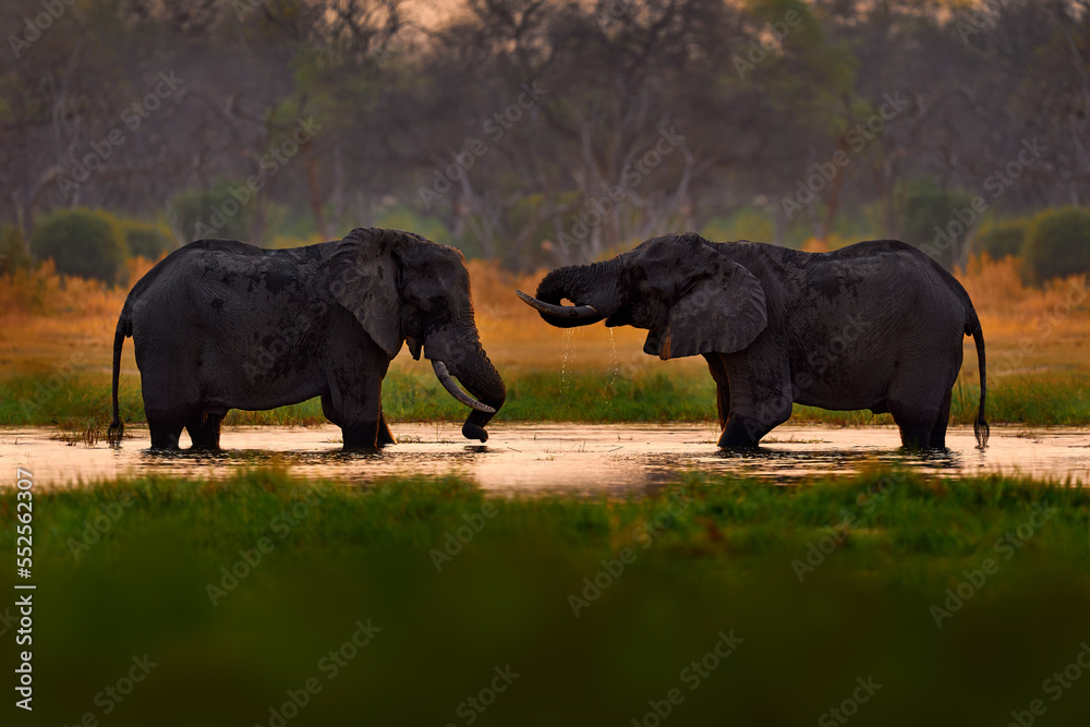 Elephant fight in the Khwai river, Moremi in Botswana. Africa sunset ...