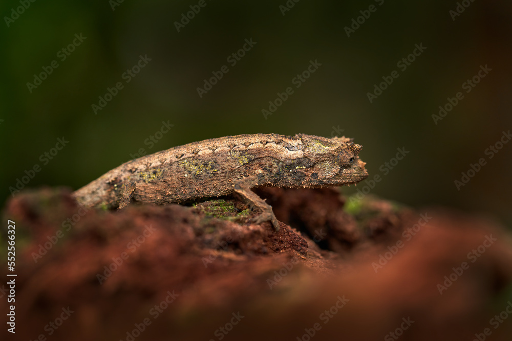 Brookesia thieli, Domergue's leaf chameleon or Thiel's pygmy in forest ...