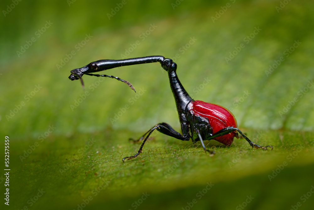 Madagascar endemic. Giraffe weevil, Trachelophorus giraffa, black and ...