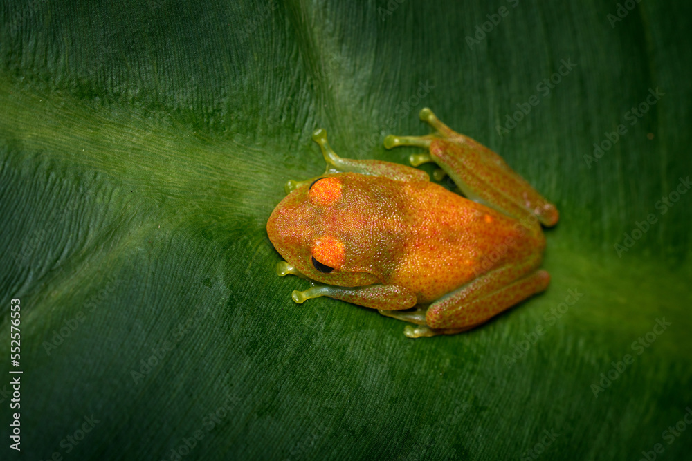 Green bright-eyed frog, Boophis viridis, frog in the family Mantellidae ...