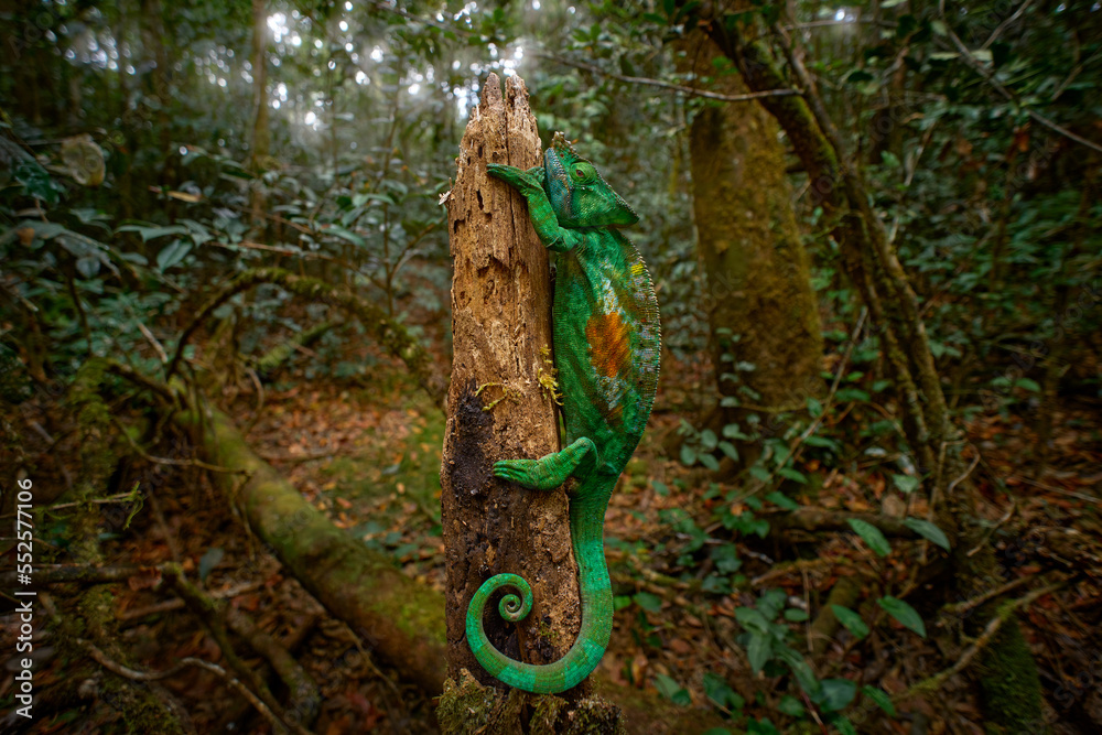 Fotka „Chameleon in the forest habitat, wide angle lens. Parson's ...