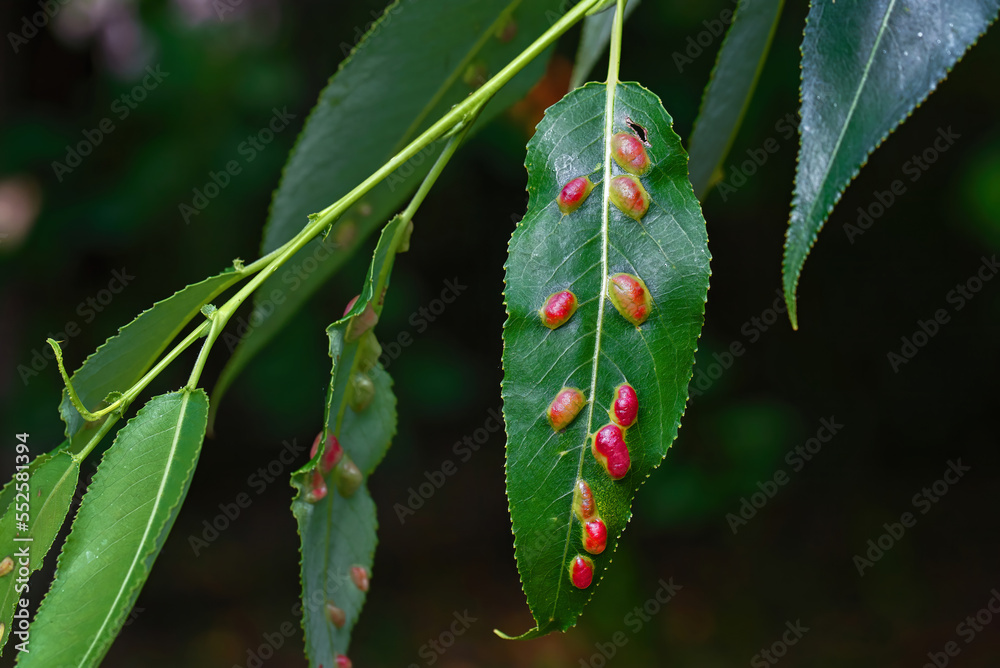 Fotka „Red galls of Pontania proxima on green leaf, sick tree. Pontania ...