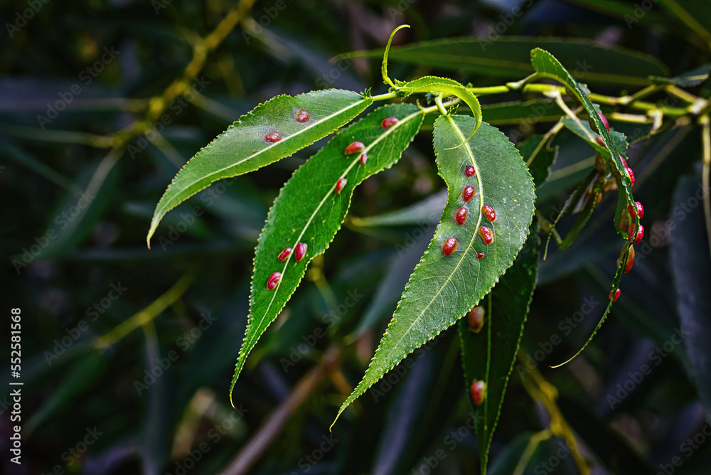 Red galls of Pontania proxima on green leaf, sick tree. Pontania ...