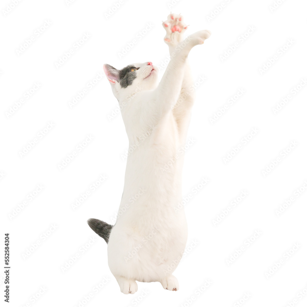 White cat with black tail playing in PNG isolated on transparent ...