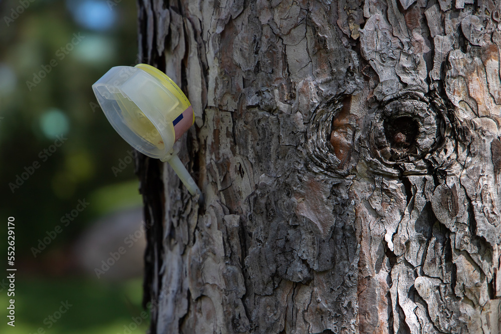 Trunk injection of plant protection. Treatment diseases of plant with ...