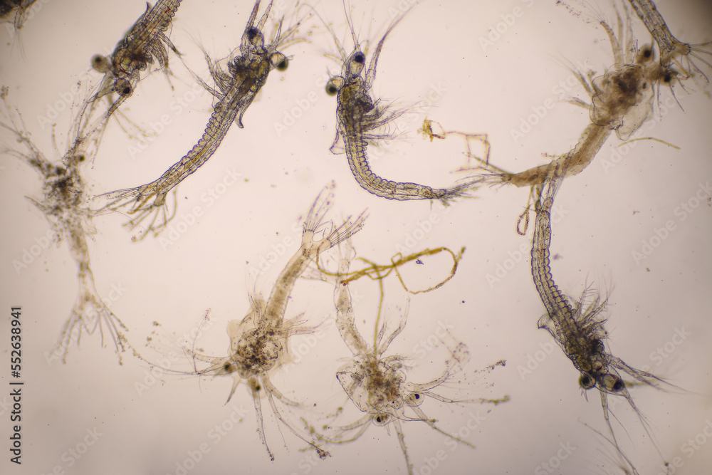 Shrimp, Zoea stage with dead shrimp of Vannamei shrimp in light ...