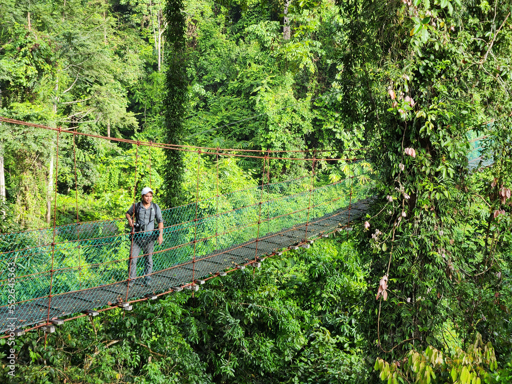 Man at suspension bridge in tree top canopy walkway in Danum rain ...