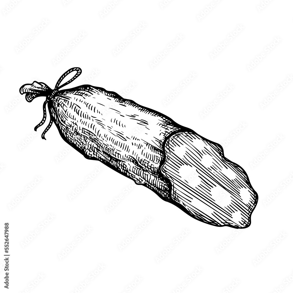 Salami dry sausage in cut. Vintage style. Hand drawn sketch style ...