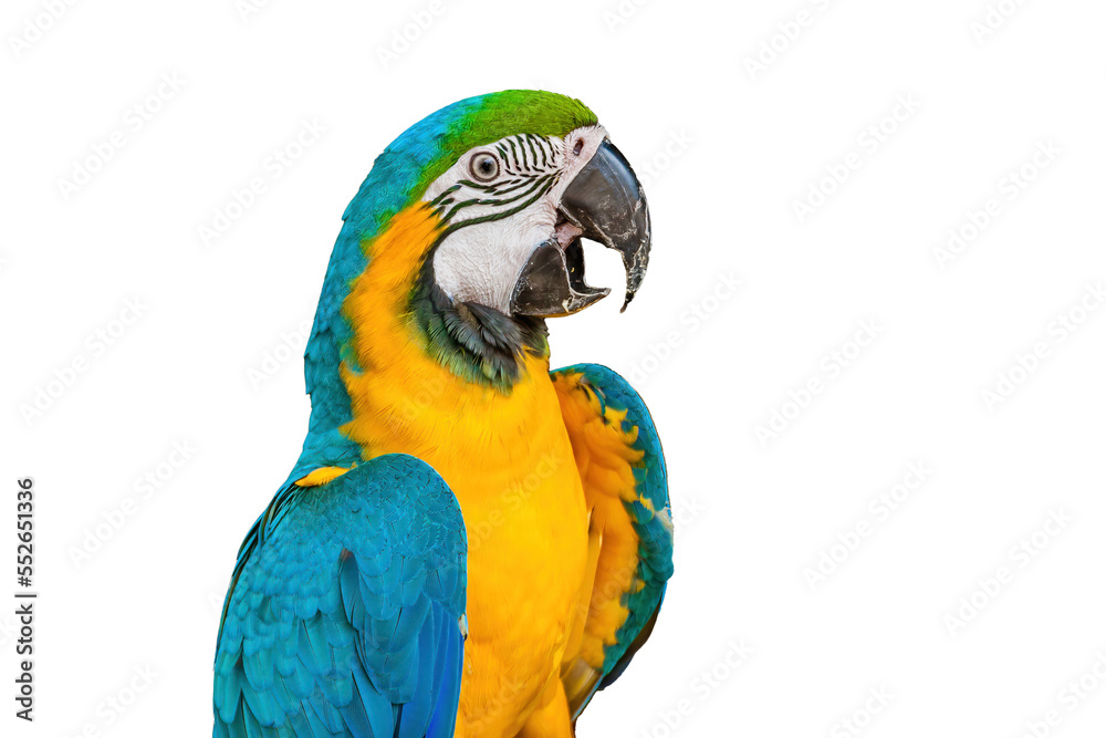 The blue-and-yellow macaw (Ara ararauna), also known as the blue-and ...
