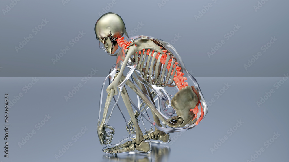 Human Skeleton System Anatomy Concept. Red on the backbone, medically ...